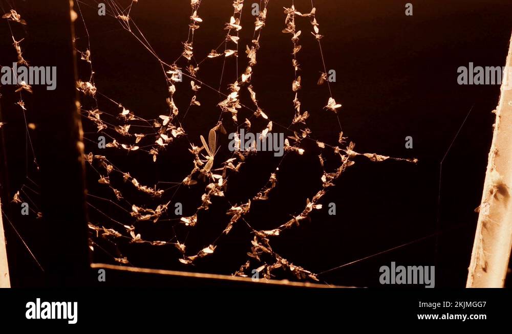 Captured insects Stock Videos & Footage - HD and 4K Video Clips - Alamy