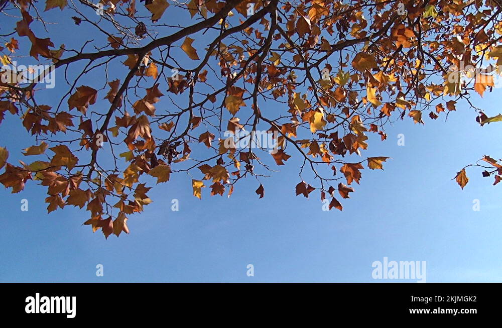 Leaves moving Stock Videos & Footage - HD and 4K Video Clips - Alamy