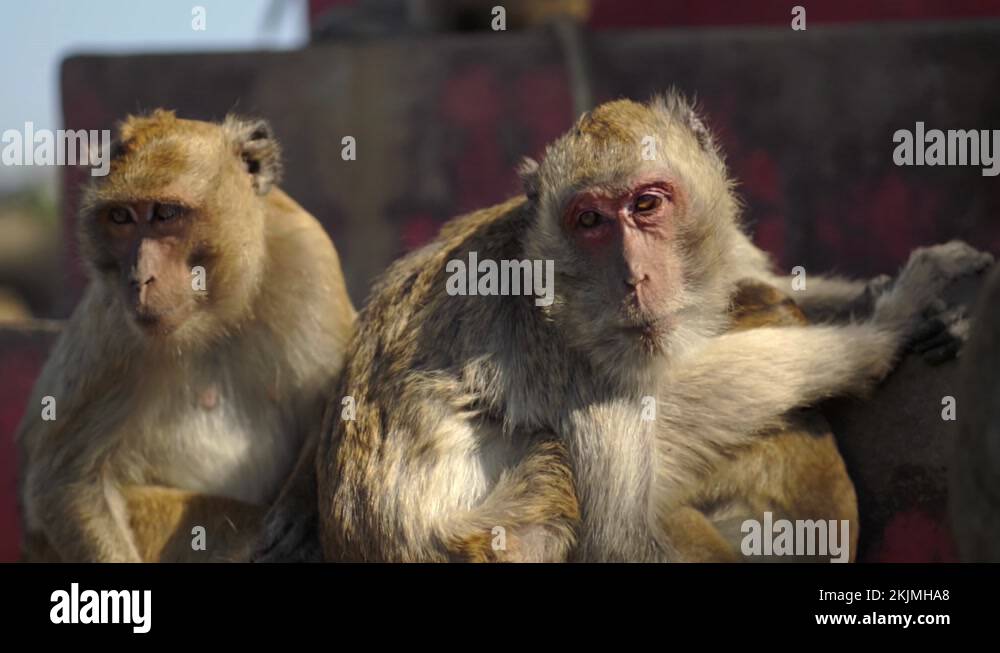 Wild monkeys at Khao Takiab (Chopsticks Hill) Temple (Monkey Mountain ...