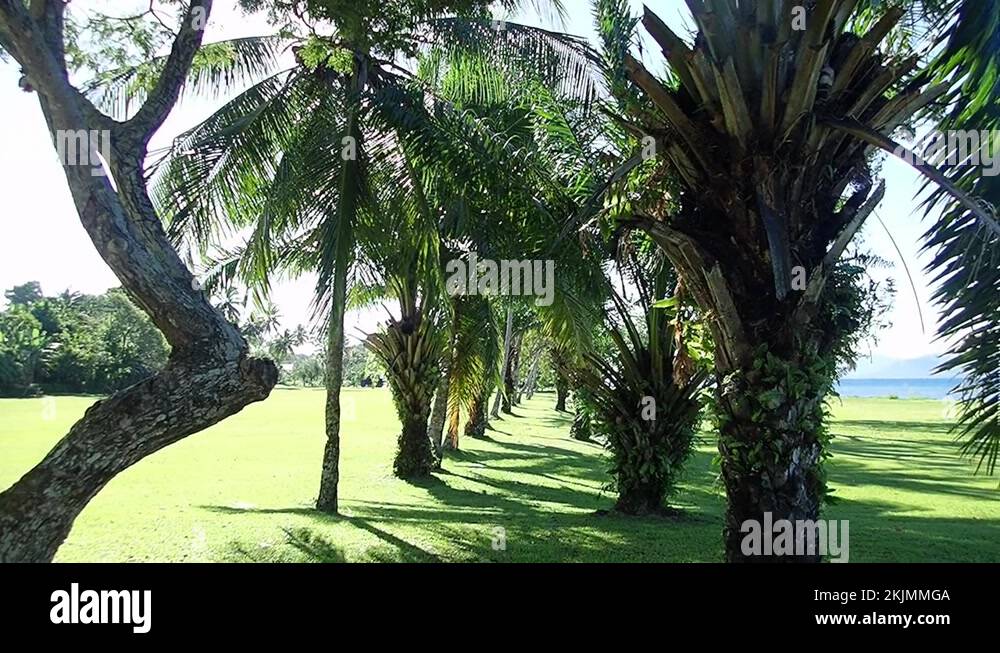 Lush green area Stock Videos & Footage - HD and 4K Video Clips - Alamy
