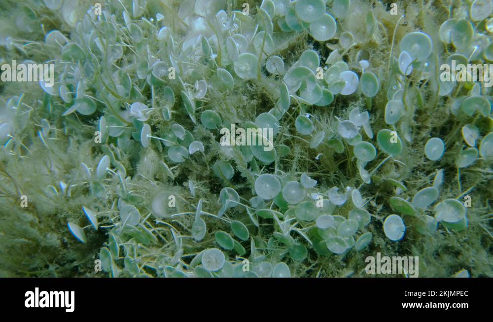 Closep-up on colony of unicellular green algae Mermaid's wine-glass or ...