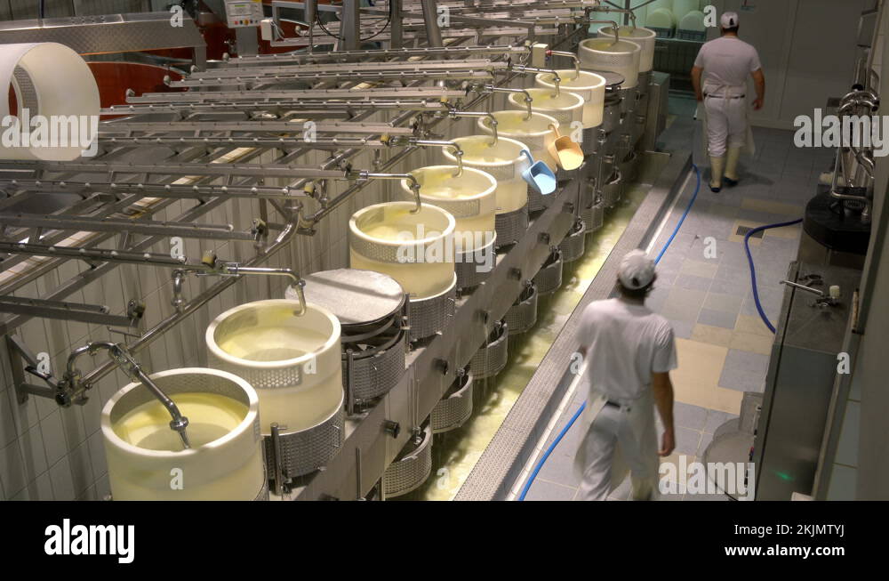 Swiss cheese factory with cheese moulds getting filled with curds and ...