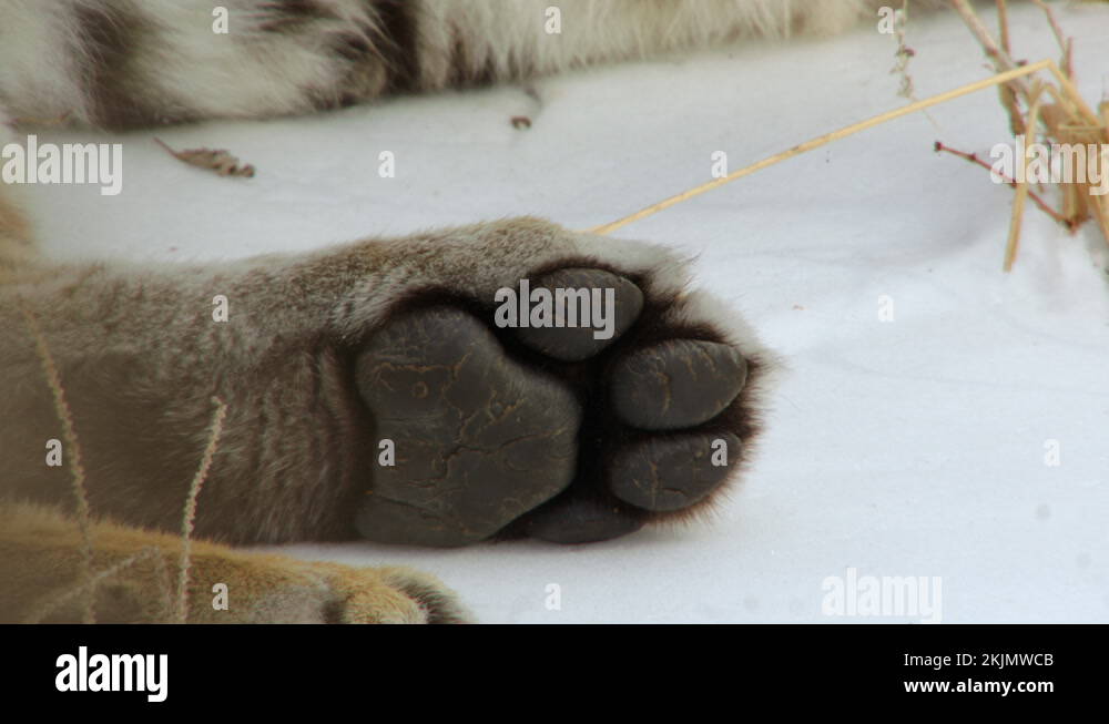 Tiger paw Stock Videos & Footage - HD and 4K Video Clips - Alamy