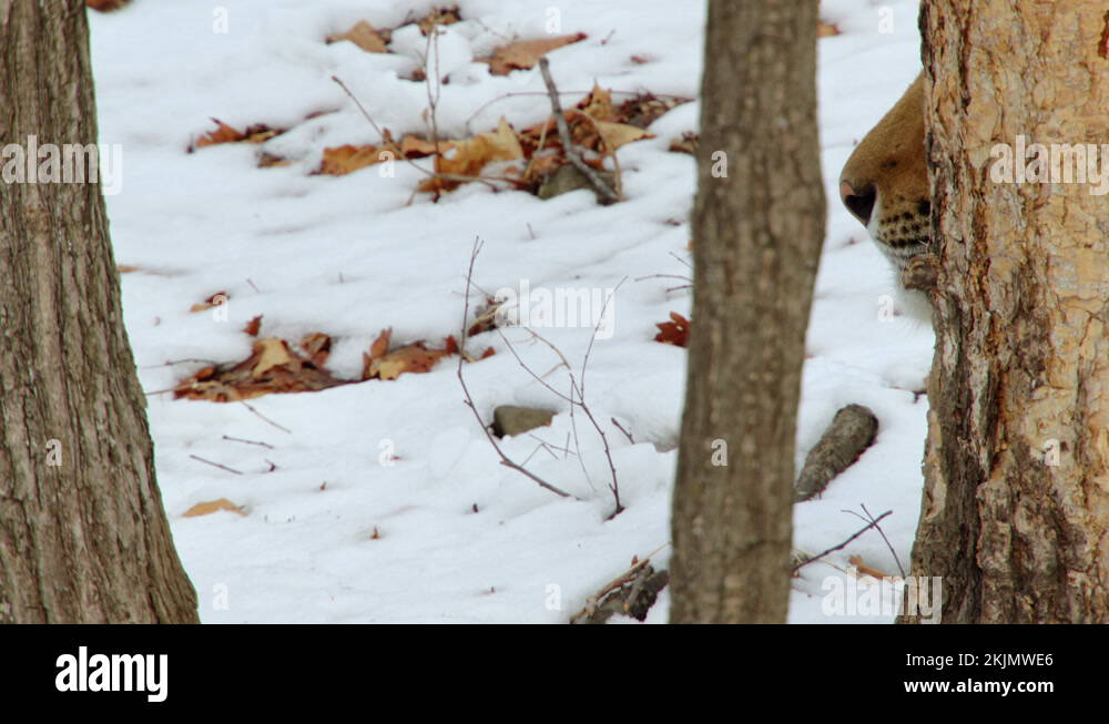 Nose tree Stock Videos & Footage - HD and 4K Video Clips - Alamy