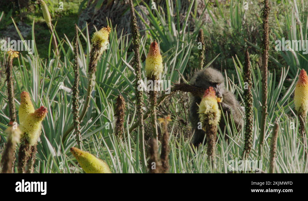 Gelada monkey biting plant, Ethiopia Stock Video Footage - Alamy