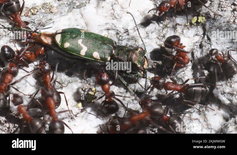 tiger beattle attacked by several ants, ants attack green tiger beetle ...