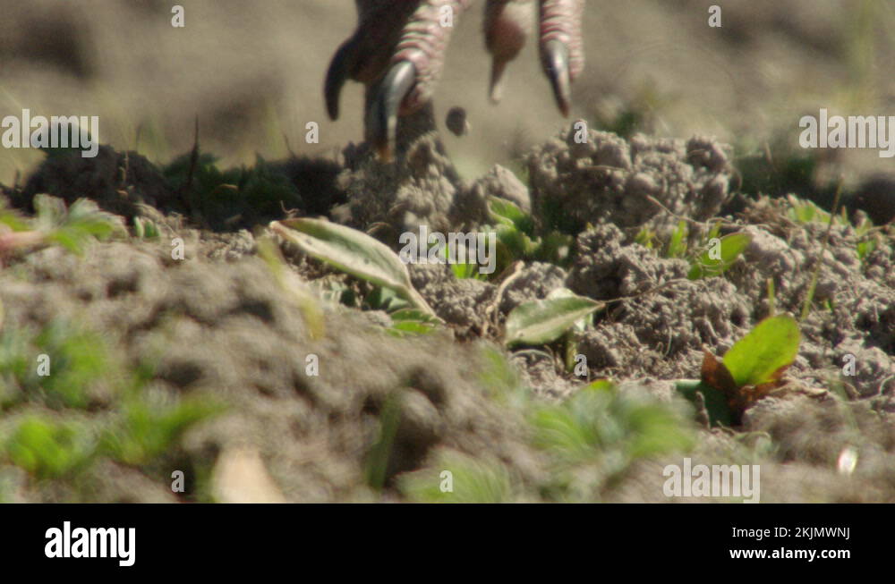 Bird claws Stock Videos & Footage - HD and 4K Video Clips - Alamy