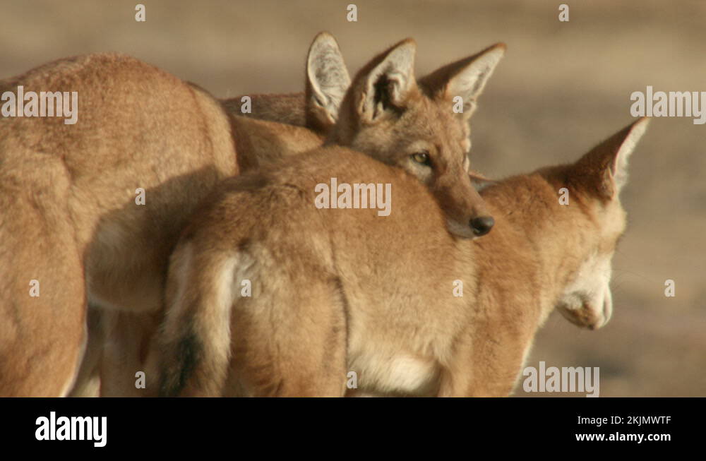 Ethiopian wolves bonding together, Ethiopia Stock Video Footage - Alamy