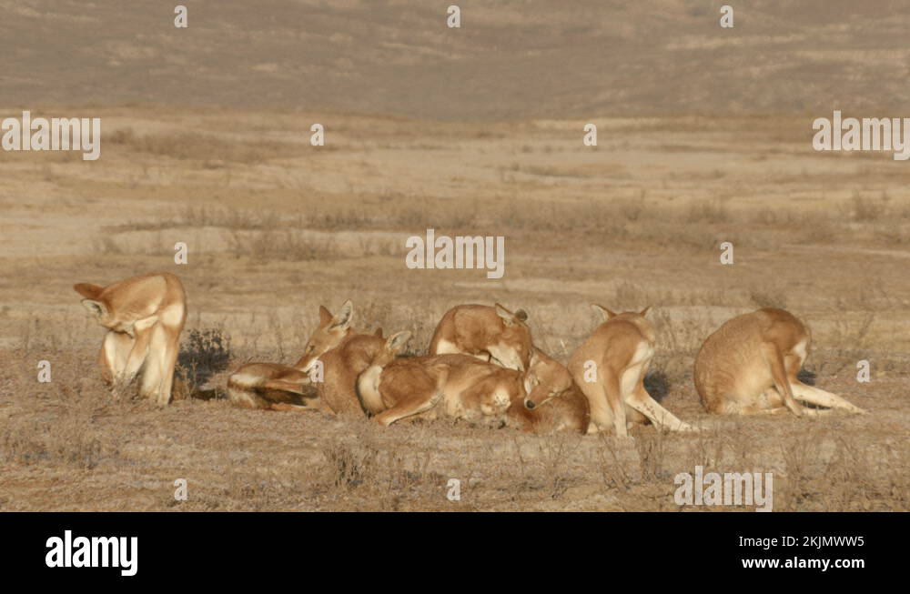 Ethiopian wolves bonding together, Ethiopia Stock Video Footage - Alamy