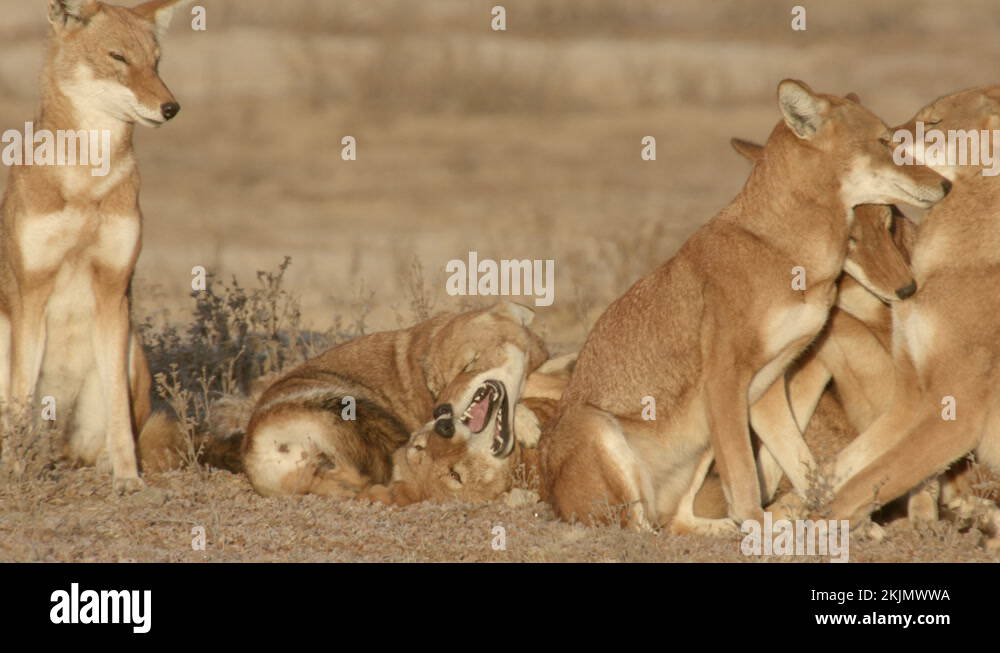 Ethiopian wolves bonding together, Ethiopia Stock Video Footage - Alamy