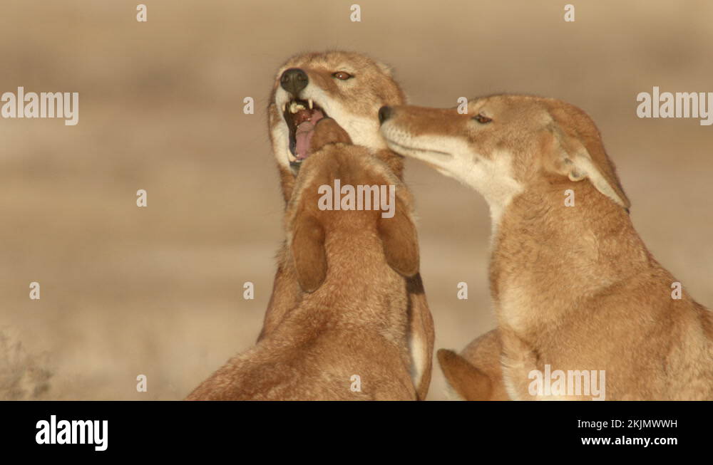 Ethiopian wolves bonding together, Ethiopia Stock Video Footage - Alamy