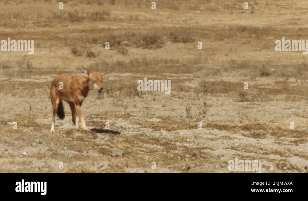 Barking wolf Stock Videos & Footage - HD and 4K Video Clips - Alamy