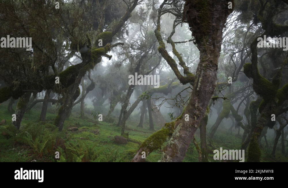 Rain scenery Stock Videos & Footage - HD and 4K Video Clips - Alamy