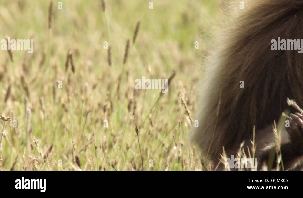 Gelada baby monkey falling backwards close to parent, Ethiopia Stock ...