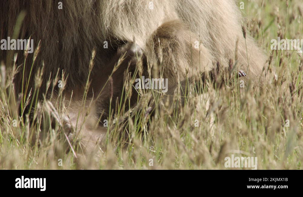 Monkey stretching Stock Videos & Footage - HD and 4K Video Clips - Alamy