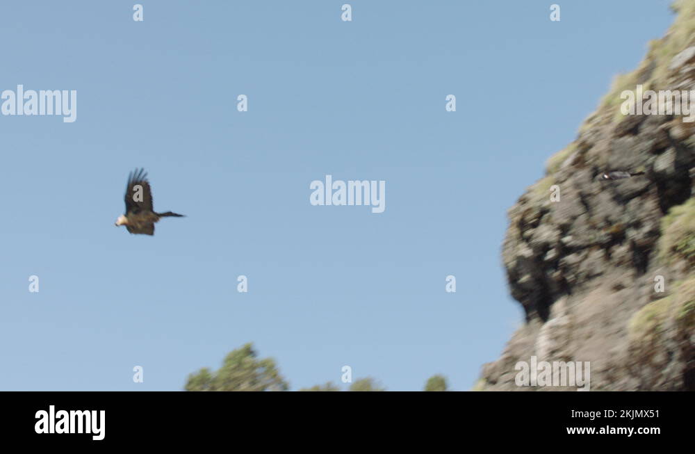 Vulture raven Stock Videos & Footage - HD and 4K Video Clips - Alamy
