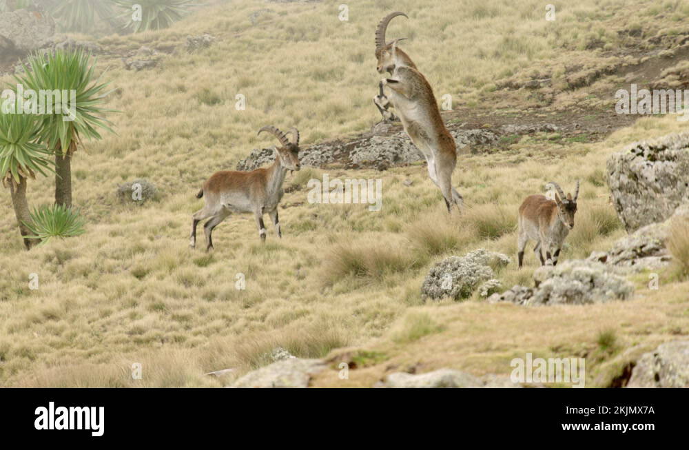 Ethiopian goats fighting together, Ethiopia Stock Video Footage - Alamy