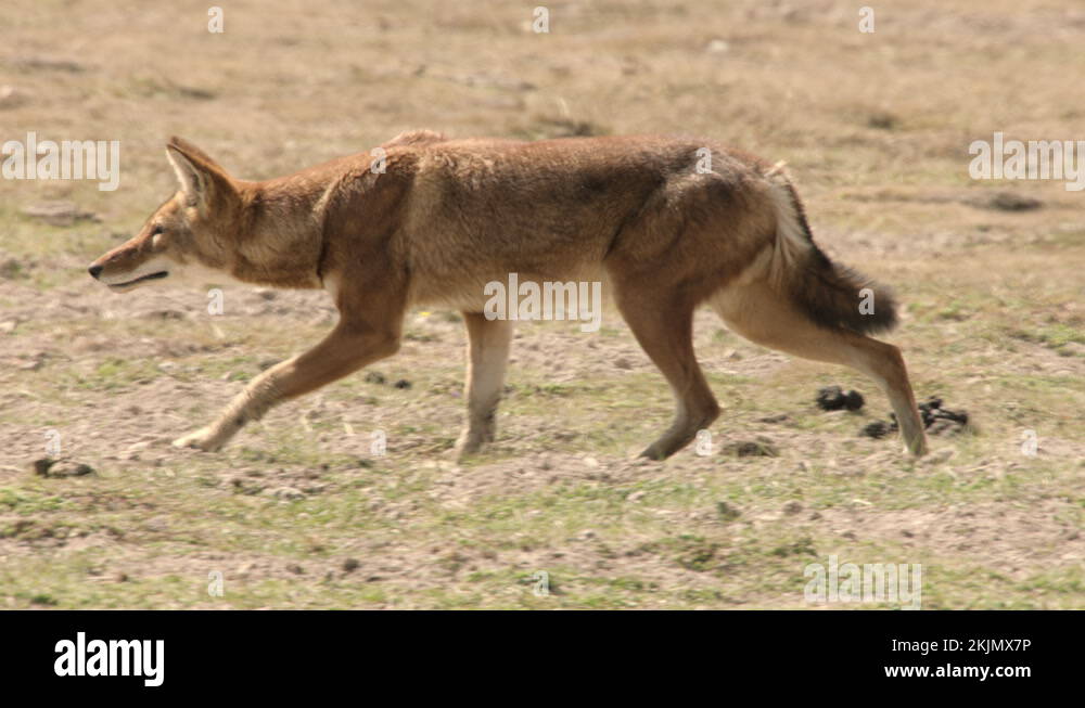 Ethiopian wolf canis simensis Stock Videos & Footage - HD and 4K Video ...