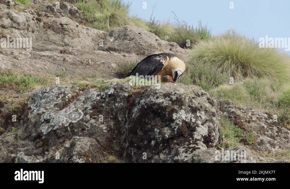 Bearded vulture bone Stock Videos & Footage - HD and 4K Video Clips - Alamy