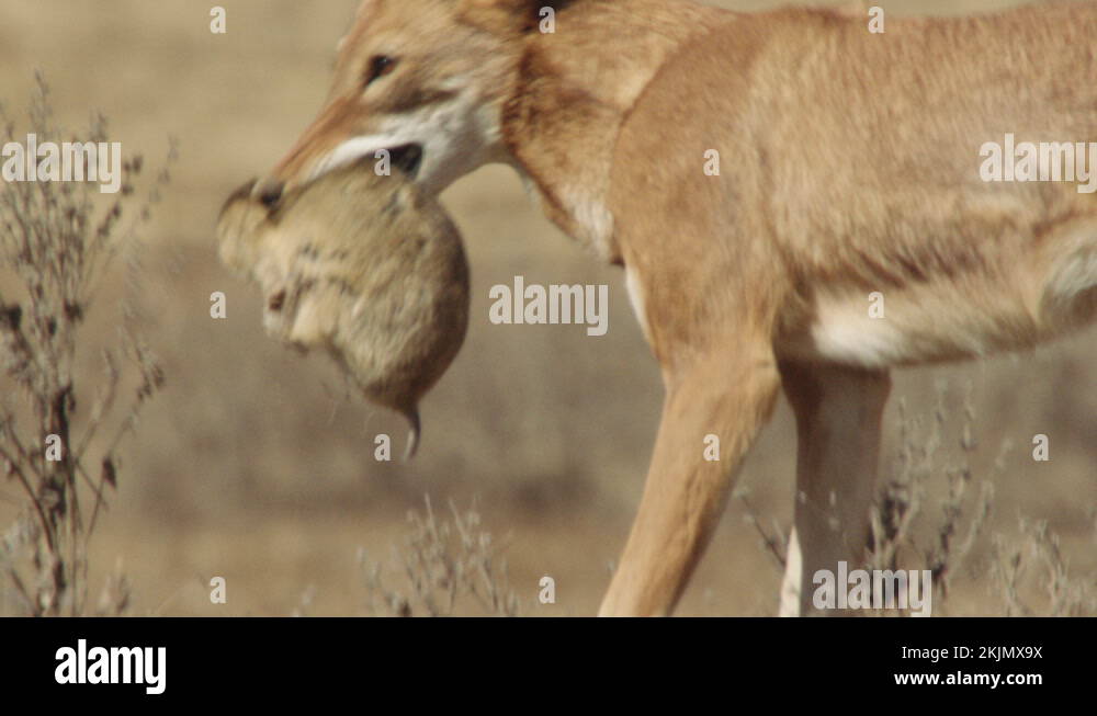 Ethiopian wolf holding Big-Headed African mole rat in mouth, Ethiopia ...