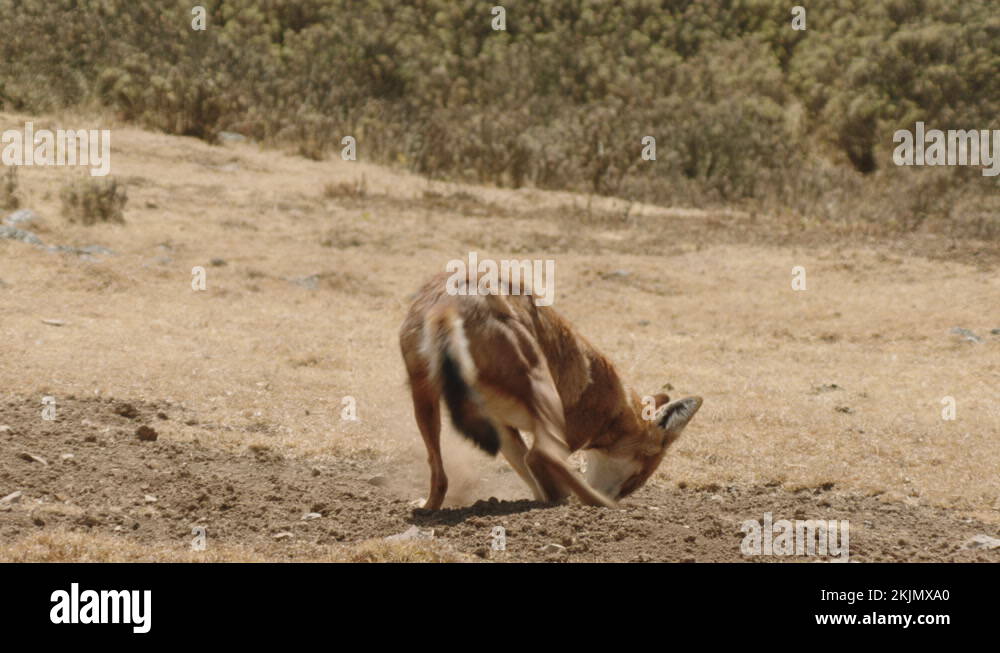 Ethiopian wolf hunting and catching Big-headed African mole rat ...