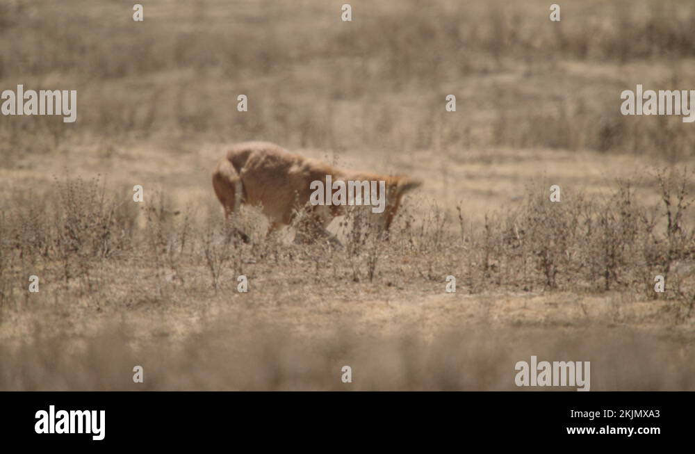 Pouncing Stock Videos & Footage - HD and 4K Video Clips - Alamy