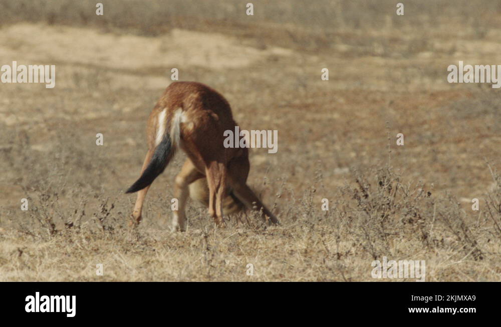 Ethiopian wolf pouncing on and capturing Big-Headed African mole rat ...