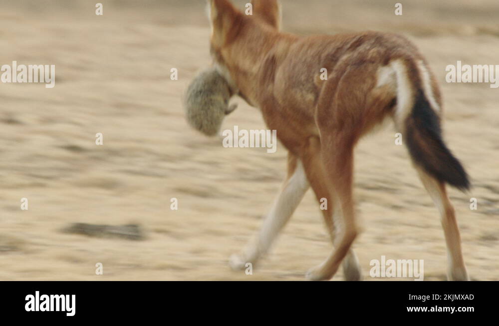 Ethiopian wolf walking with its Big-headed African mole rat prey in ...