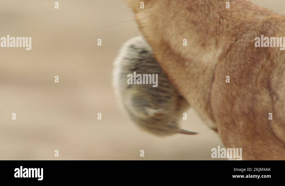 Ethiopian wolf walking with its Big-headed African mole rat prey in ...