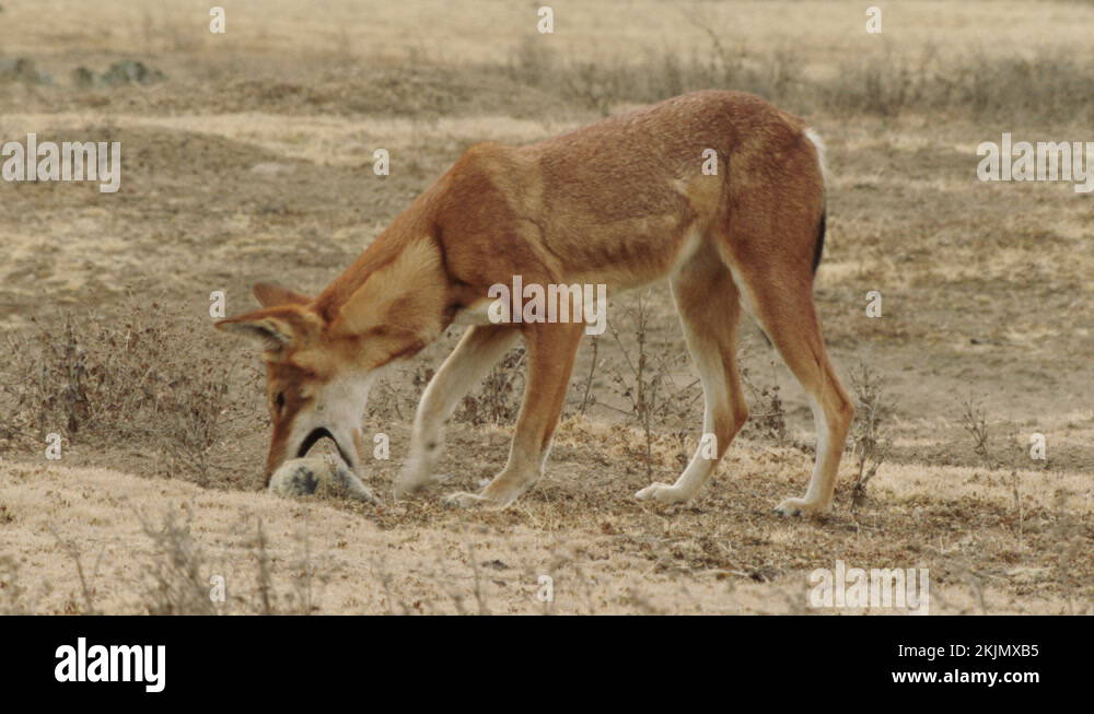 Ethiopian wolf picking up then walking off with its Big-headed African ...