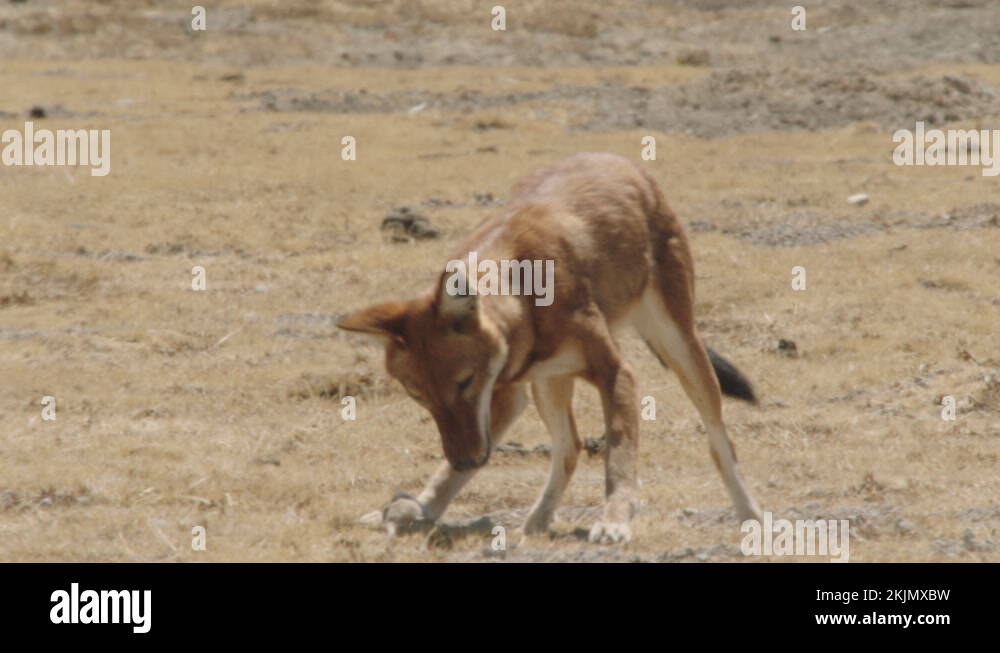 Wolf speed Stock Videos & Footage - HD and 4K Video Clips - Alamy