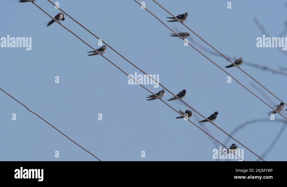 Birds and power lines Stock Videos & Footage - HD and 4K Video Clips ...