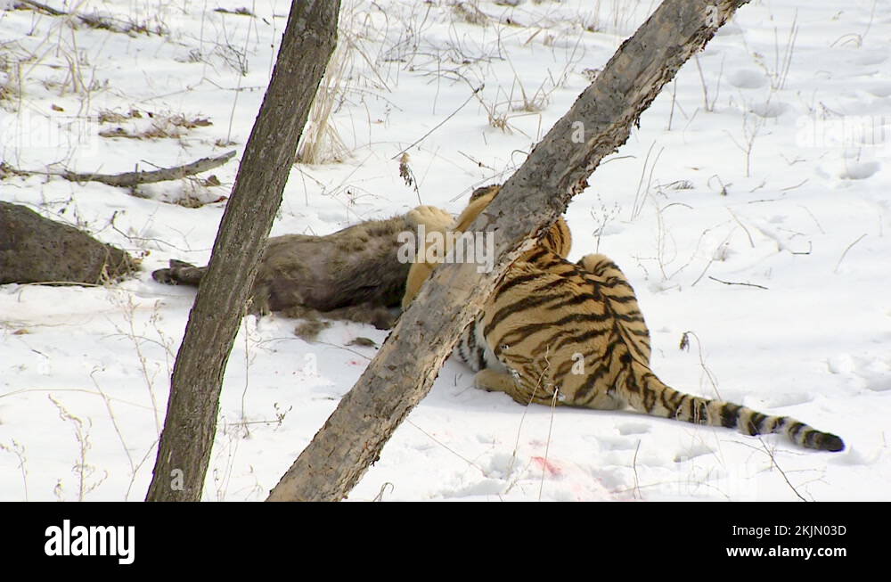Tiger boar Stock Videos & Footage - HD and 4K Video Clips - Alamy