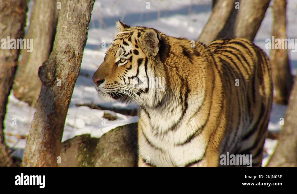 Tiger looking down Stock Videos & Footage - HD and 4K Video Clips - Alamy