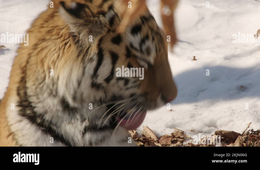 Grooming siberian tiger Stock Videos & Footage - HD and 4K Video Clips ...