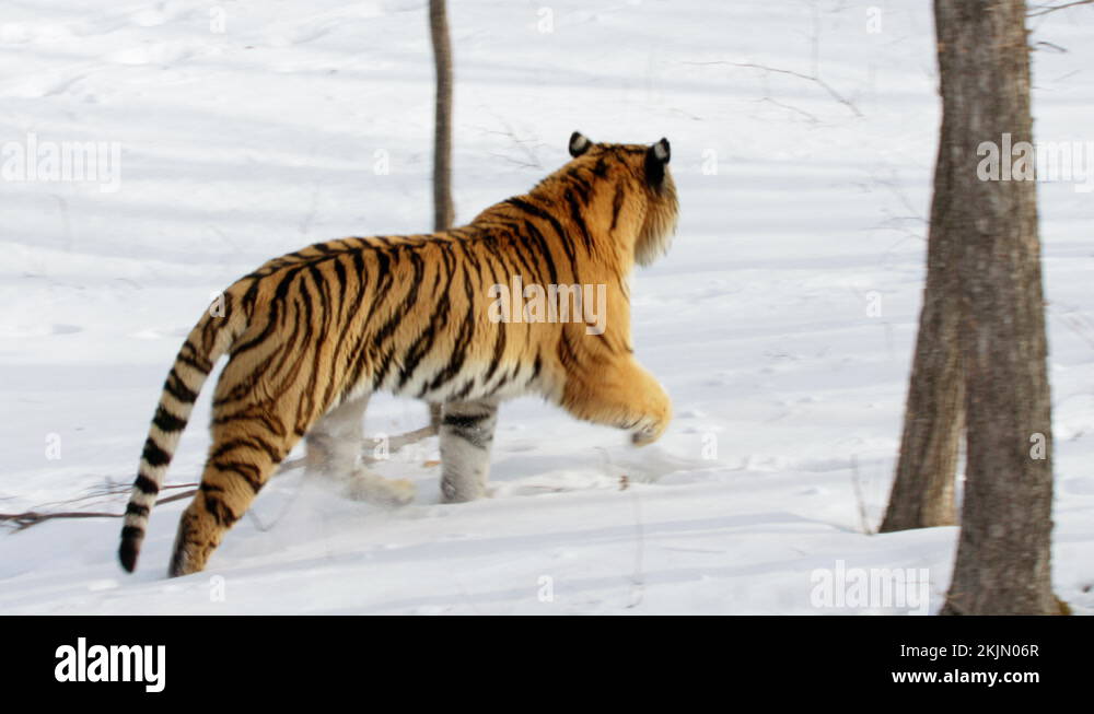 Siberian tiger running in snow Stock Videos & Footage - HD and 4K Video ...