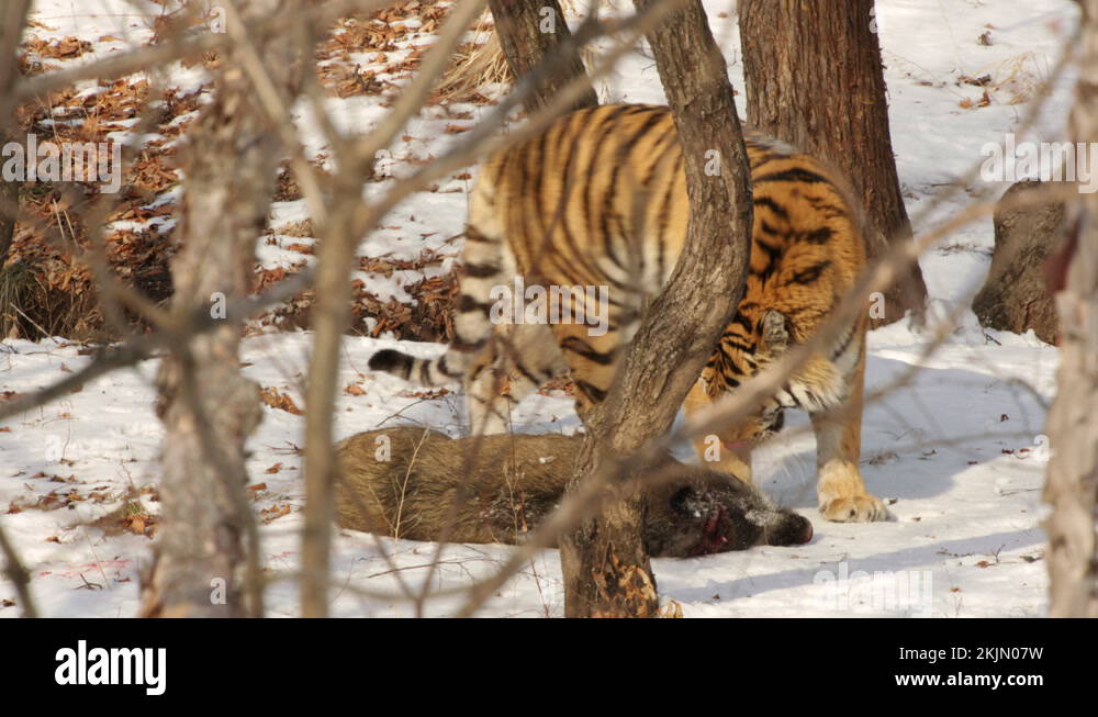 Prey wild boar Stock Videos & Footage - HD and 4K Video Clips - Alamy