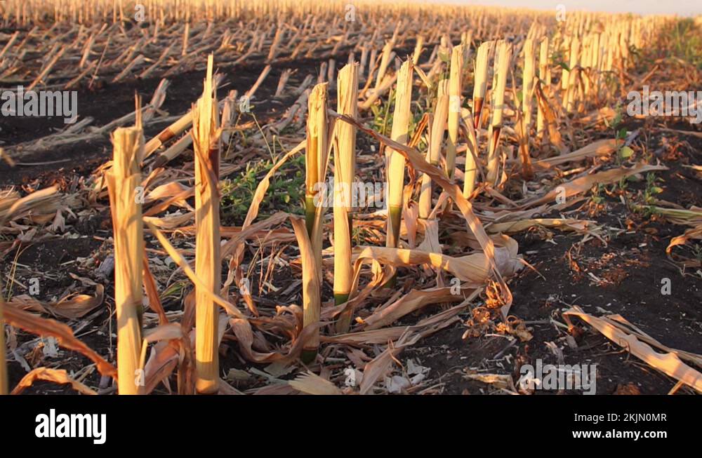Cut corn field after harvesting Stock Videos & Footage - HD and 4K ...