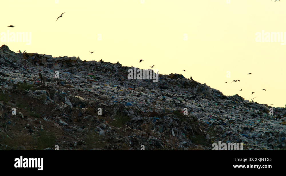 Big Waste and Garbage Dump Overflowing with Birds and Animals Outdoors ...