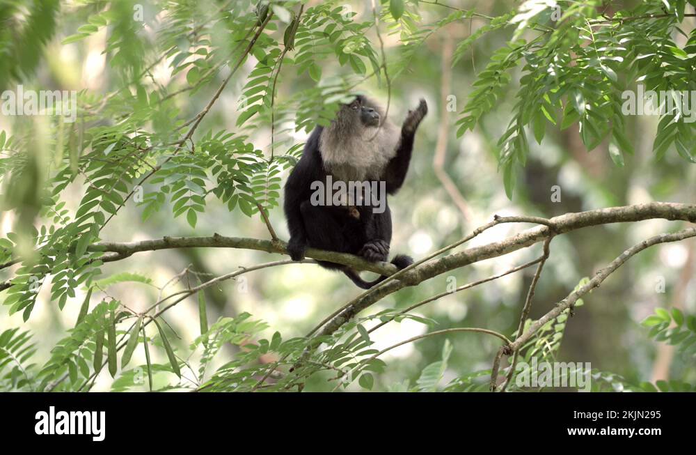 Endemic mammals of india Stock Videos & Footage - HD and 4K Video Clips ...