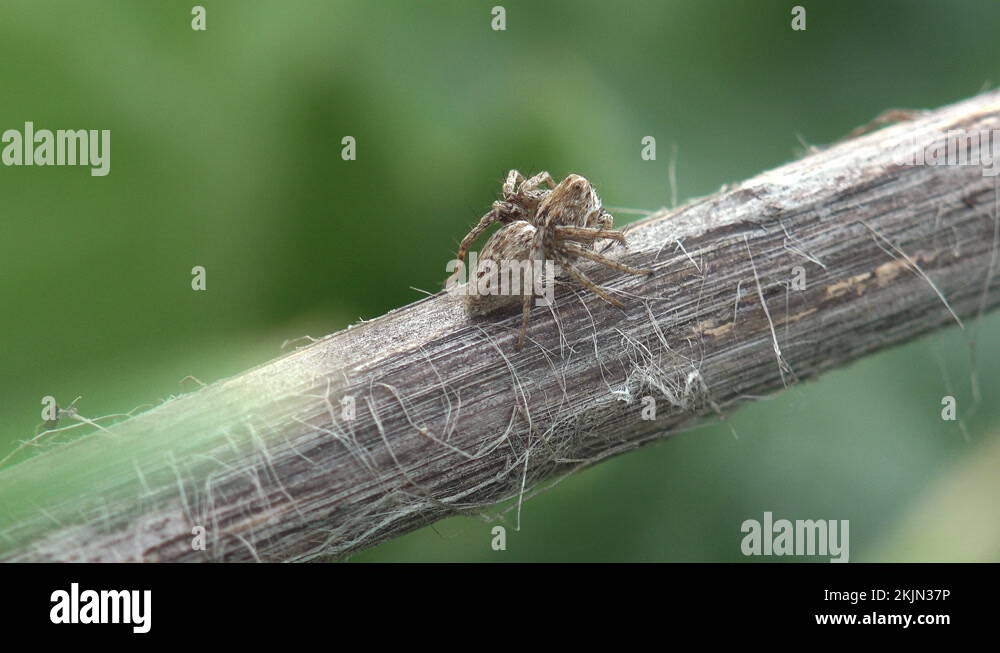 Family of spiders Stock Videos & Footage - HD and 4K Video Clips - Alamy
