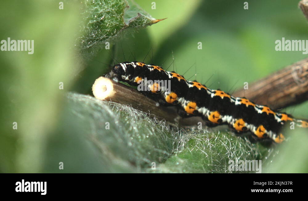 Poisonous caterpillars, a Browntail Moth Caterpillar Treatments sitting ...