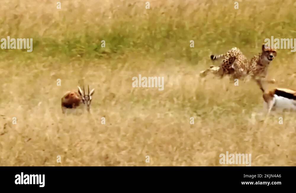 African lion chasing prey Stock Videos & Footage - HD and 4K Video ...