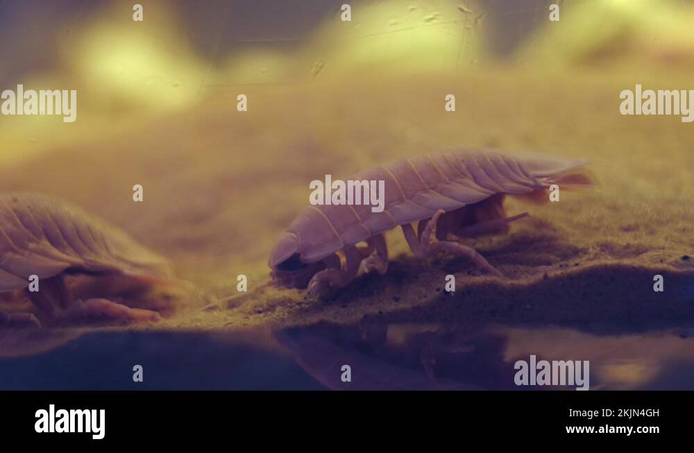 Marine isopods Stock Videos & Footage - HD and 4K Video Clips - Alamy