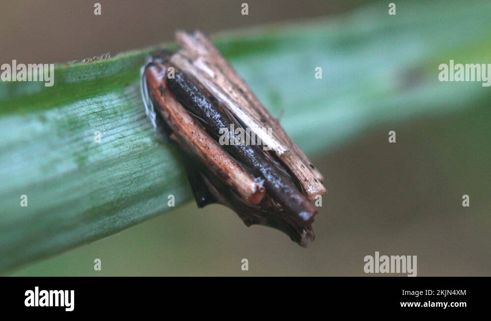 Microcaddisflies or purse-case caddisflies, Larva emerging from case ...