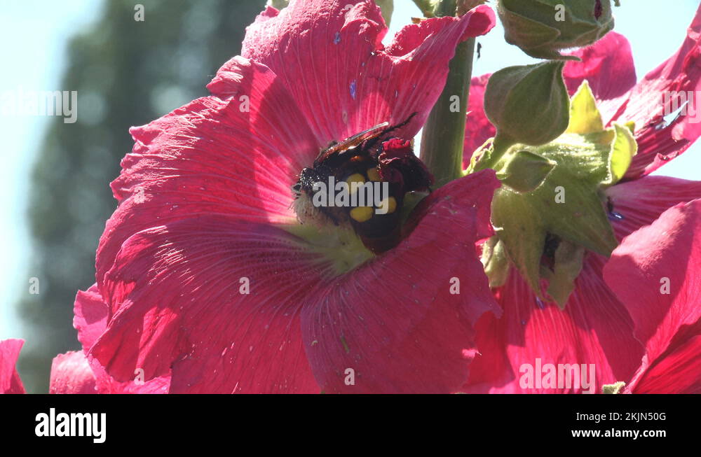 Sphecius speciosus in family Crabronidae, cicada killer or cicada hawk ...