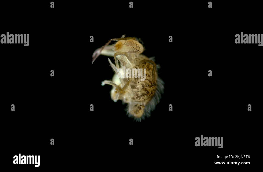 insect Collembola under the microscope, Symphypleona order, is a ...