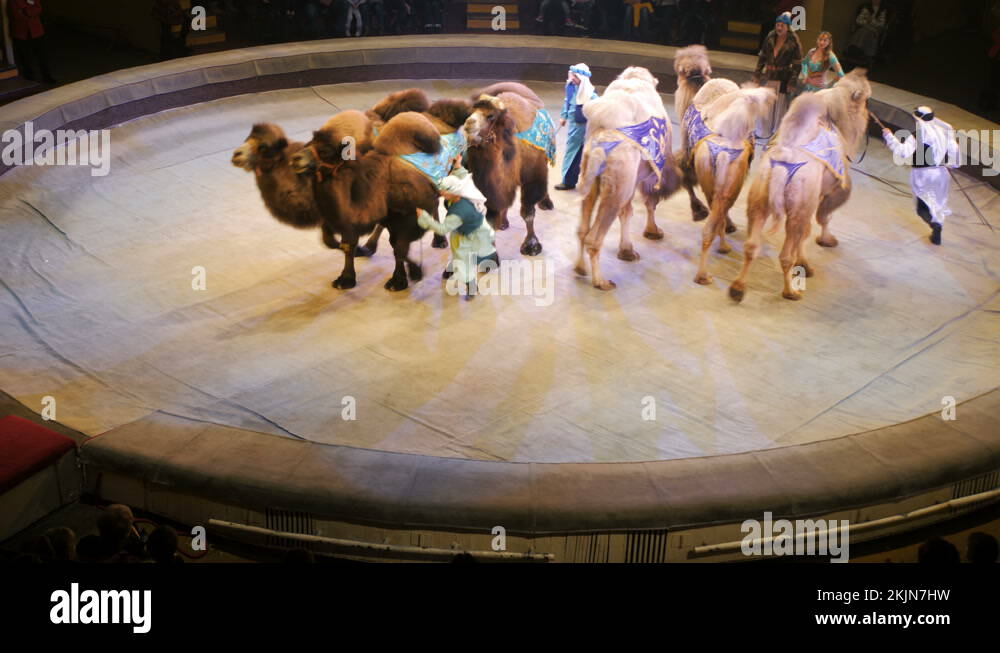 Camelbackground Stock Videos & Footage - HD and 4K Video Clips - Alamy