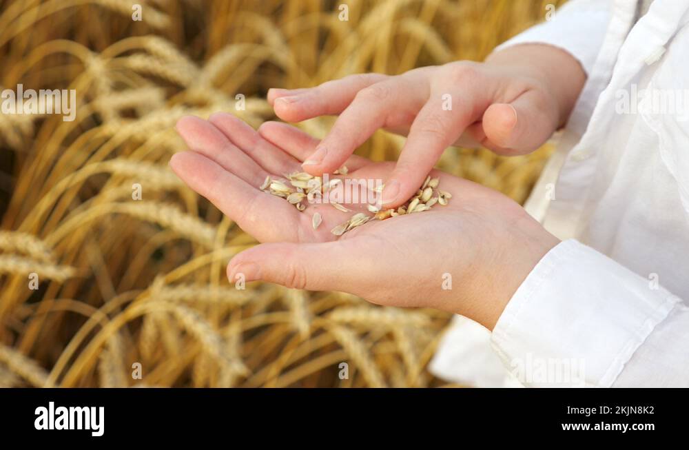 Hand sorting wheat Stock Videos & Footage - HD and 4K Video Clips - Alamy