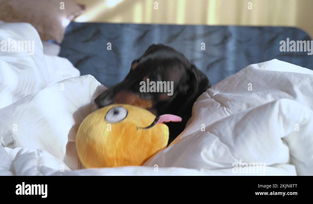 Smiley toy Stock Videos & Footage - HD and 4K Video Clips - Alamy